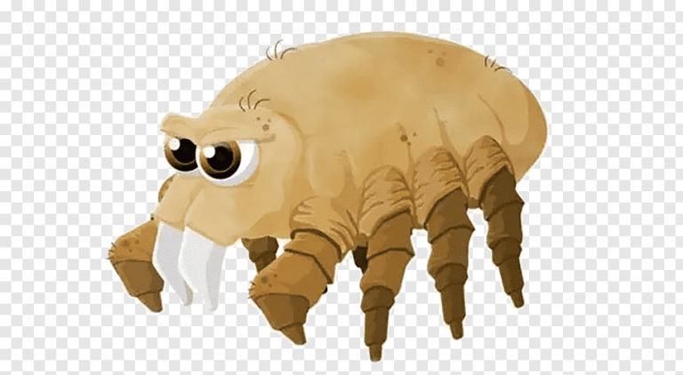 Mite cartoon | T-Medi